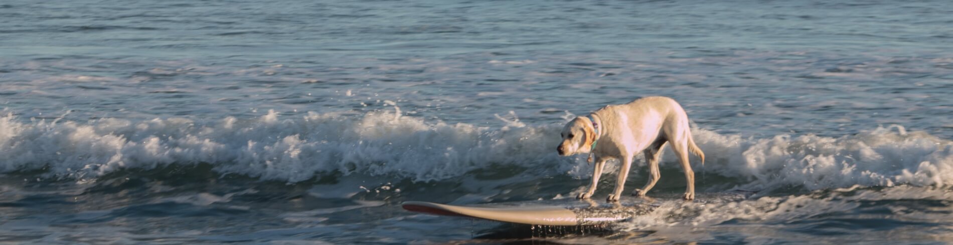 Surf Rodeo 2015 Music and Surf festival coming this weekend