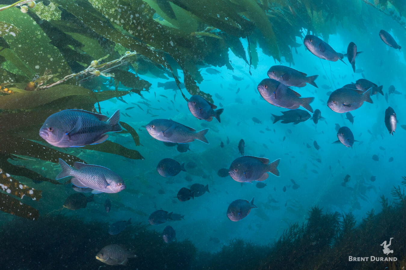 Experience Scuba Diving the Channel Islands Near Ventura