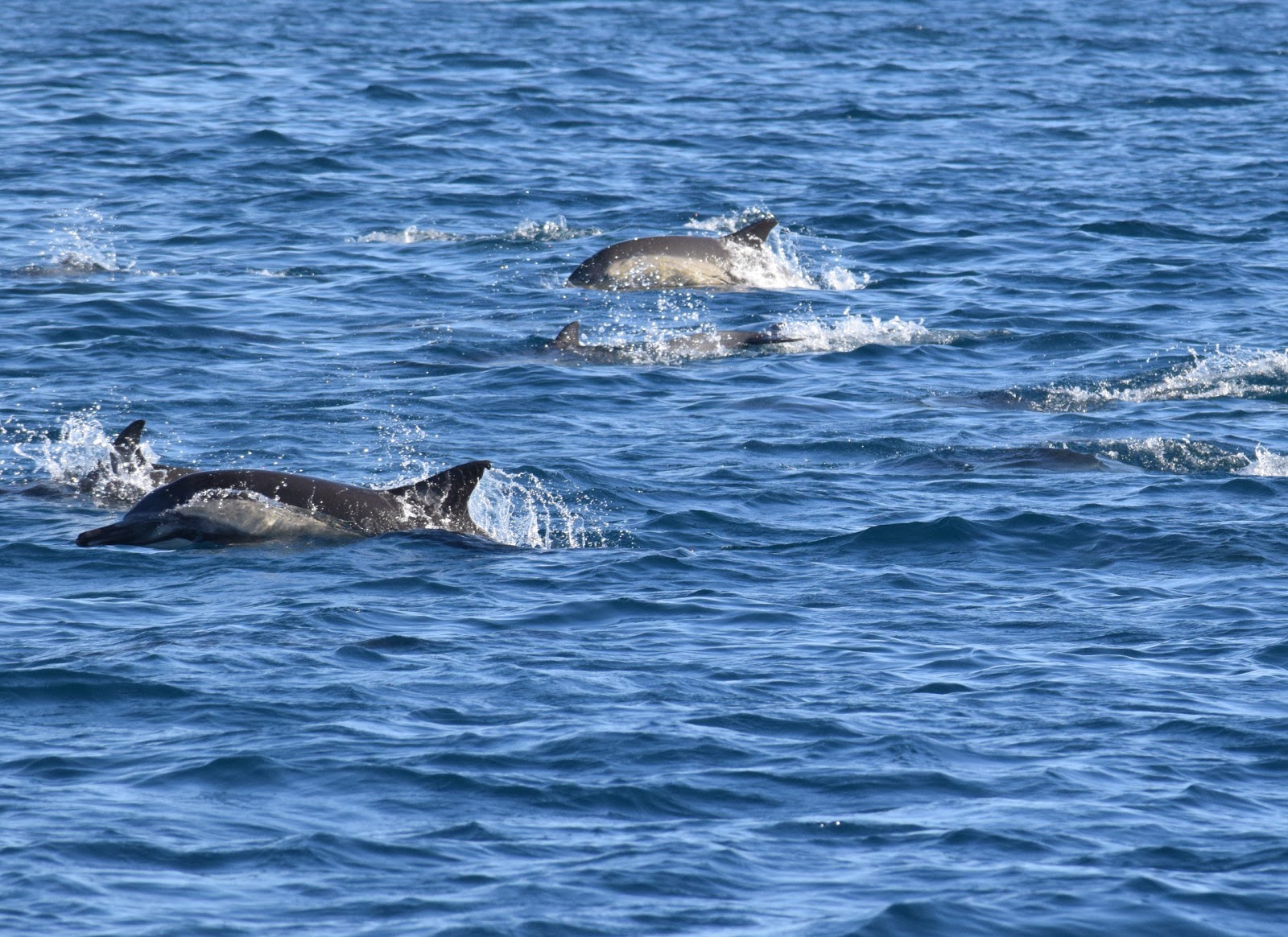 Sail Channel Islands in Oxnard CA