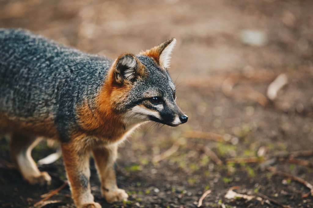 The World's Smallest Fox on one of the Largest TV Shows