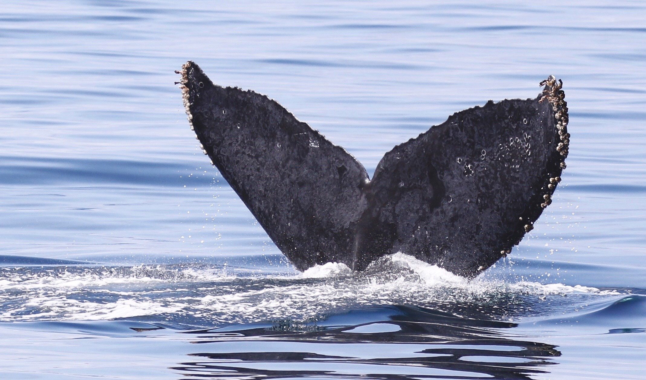 Winter Whale Watching in Ventura, California - Visit Ventura