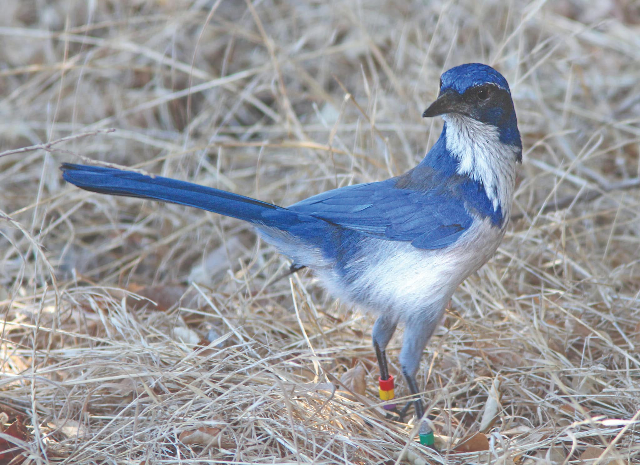 Beginners Guide to a Channel Islands Day Trip