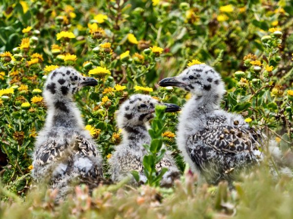 Beginners Guide to a Channel Islands Day Trip