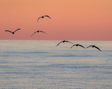 Beginners Guide to a Channel Islands Day Trip